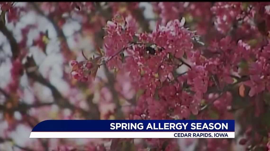 The Midwest allergy season is upon us, here’s how to survive | wqad.com