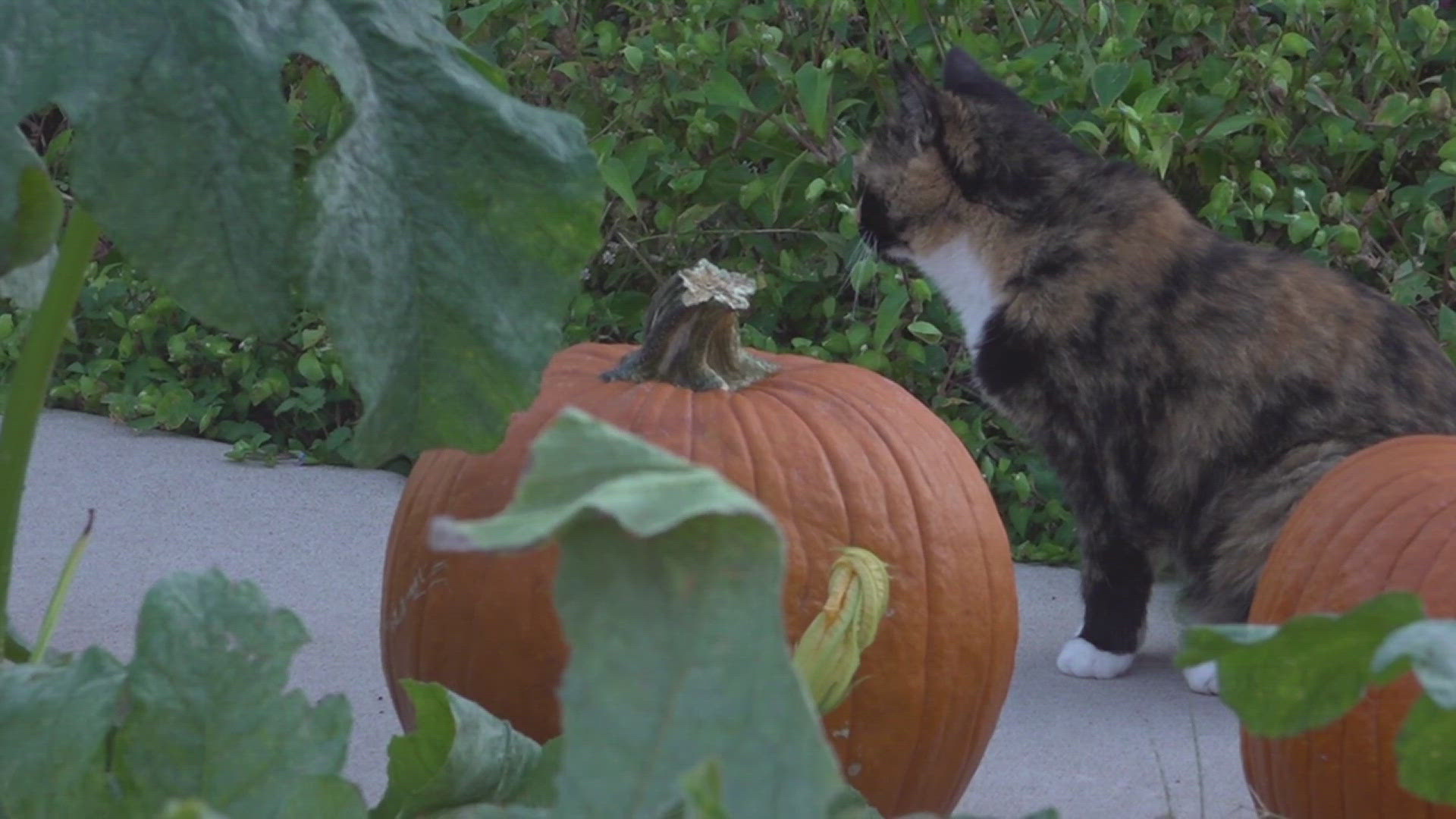 Moline couple surprised with pumpkin patch in their front yard | wqad.com