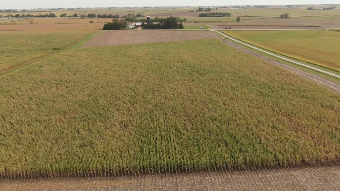 The effects of heat waves on crops | wqad.com