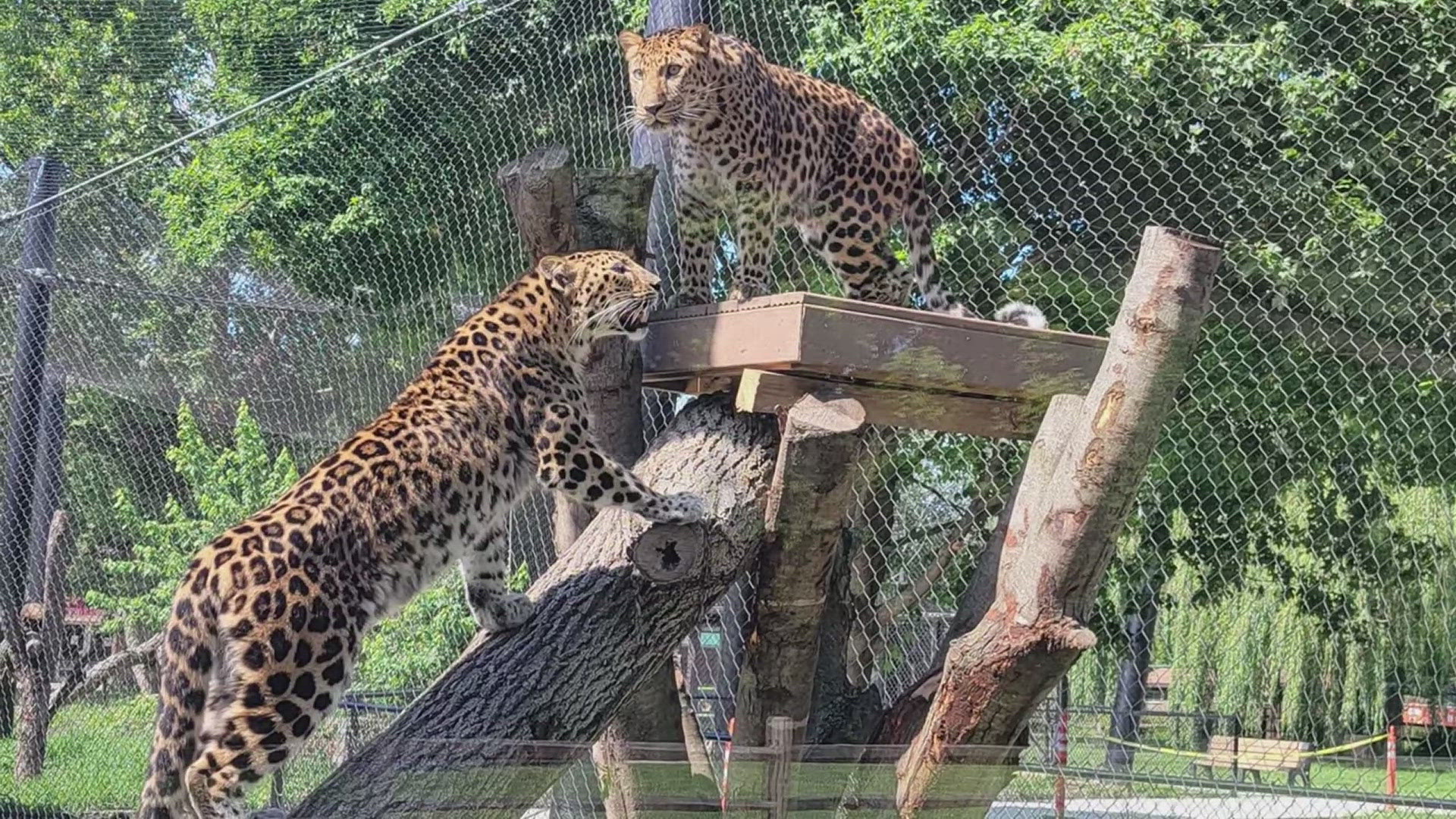 Amur leopards return to habitat as Niabi Zoo nears full recovery from ...