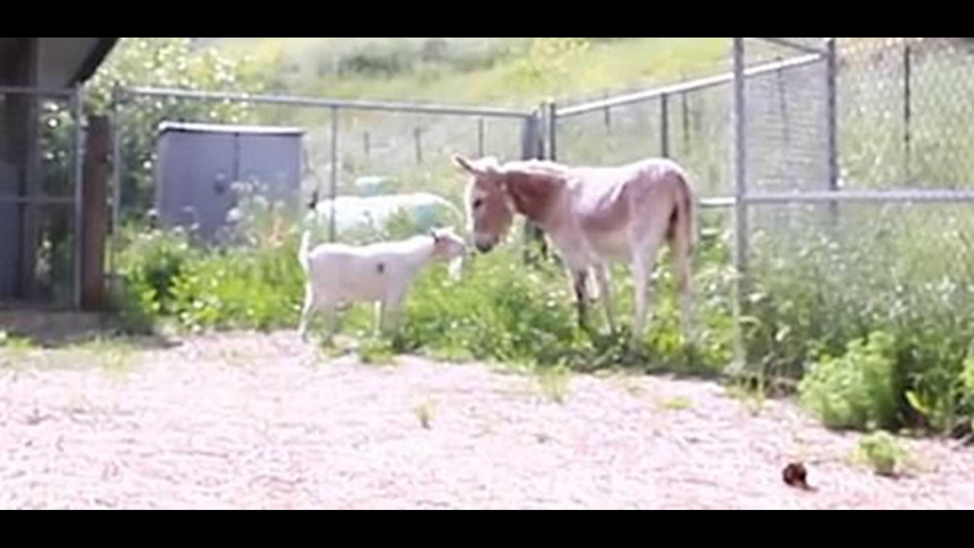 Viral Video: Neglected goat and burro reunited after being rescued ...