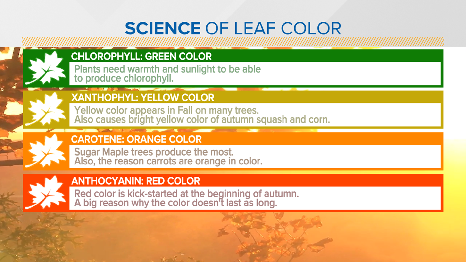 When, where, why: Fall leaves begin changing color in Quad Cities | wqad.com