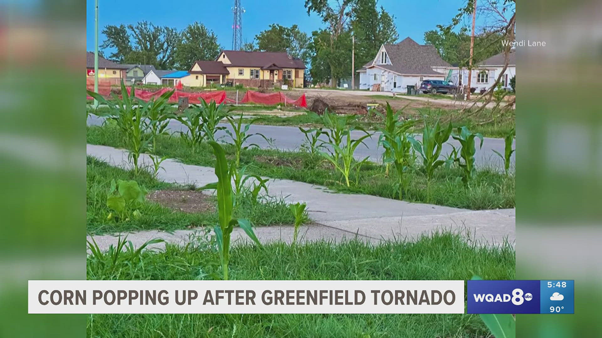 Corn plants popping up around Greenfield after tornado | wqad.com