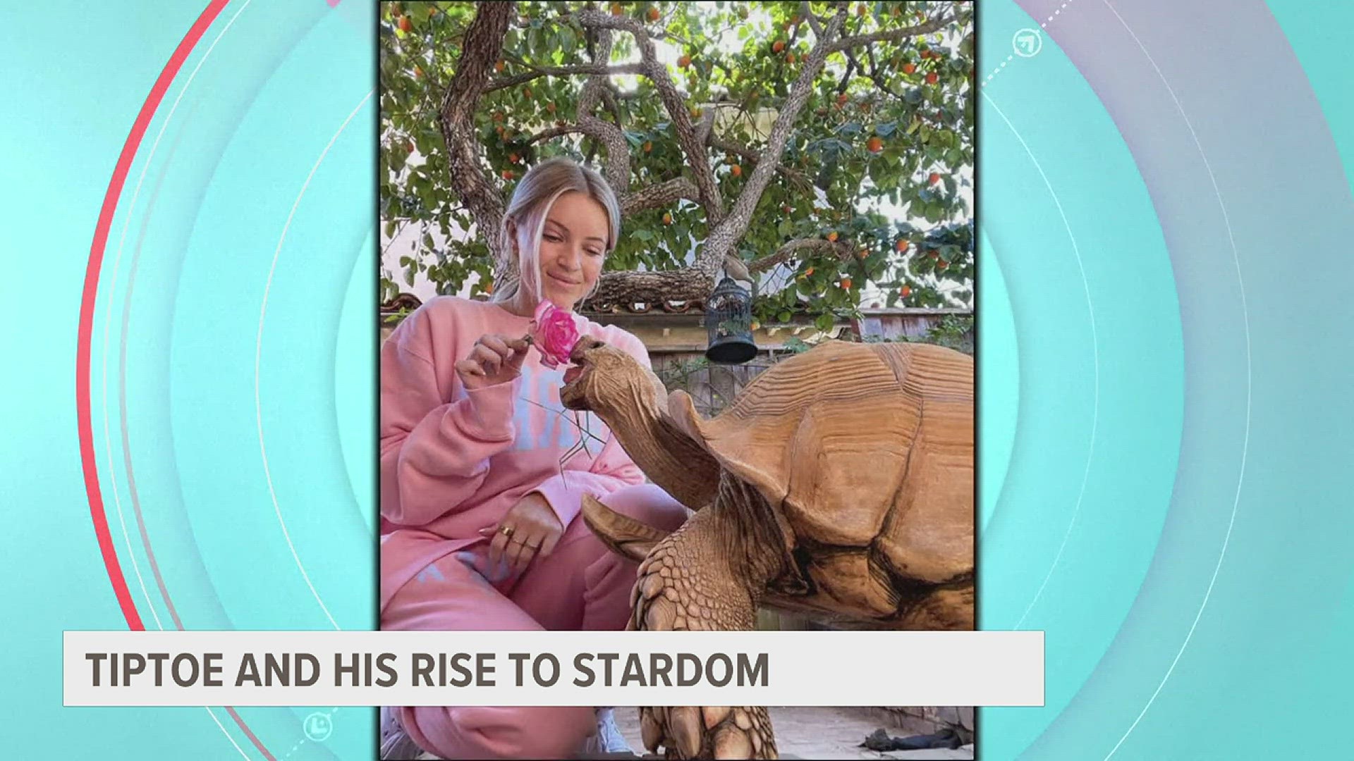Tiptoe the tortoise is a star | wqad.com