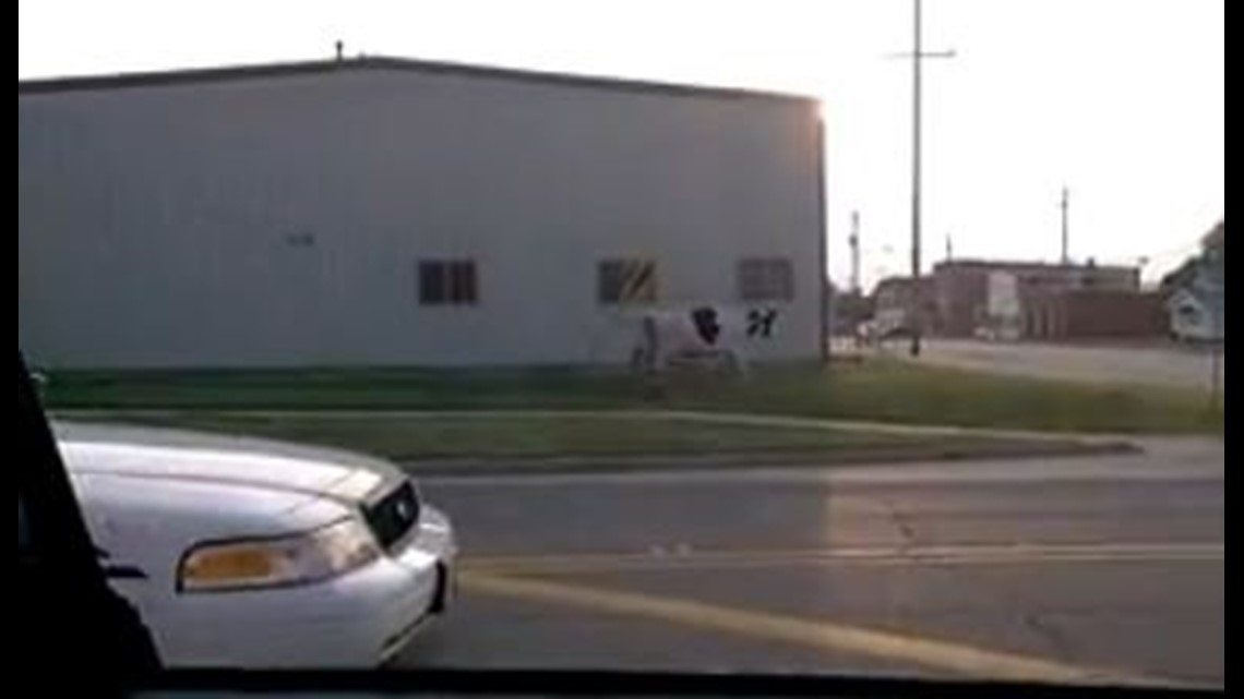 Viral Video: Passengers laugh uncontrollably at ‘cops chasing a cow’ in ...