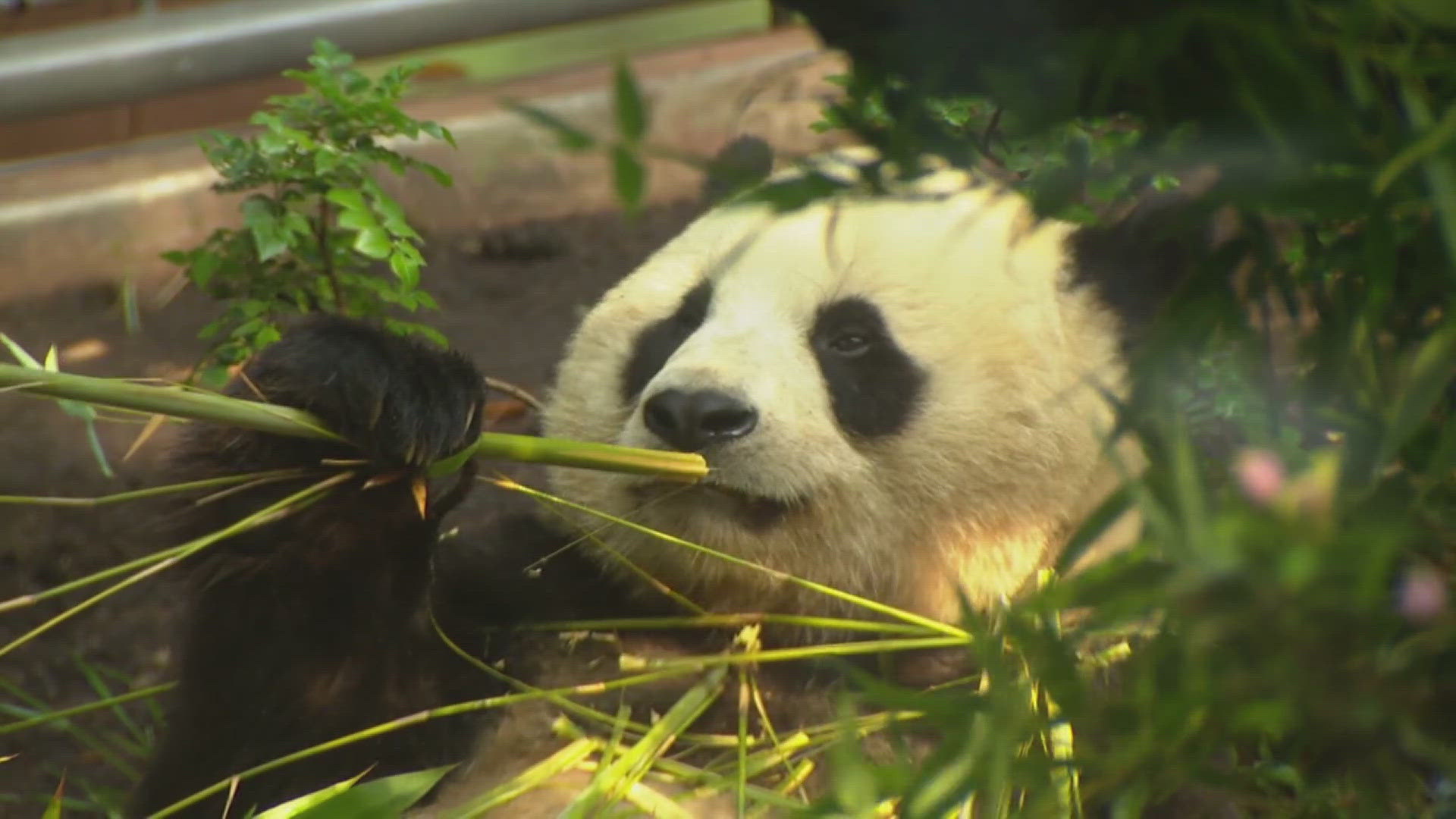 San Diego zookeepers share their efforts to keep pandas fed | wqad.com