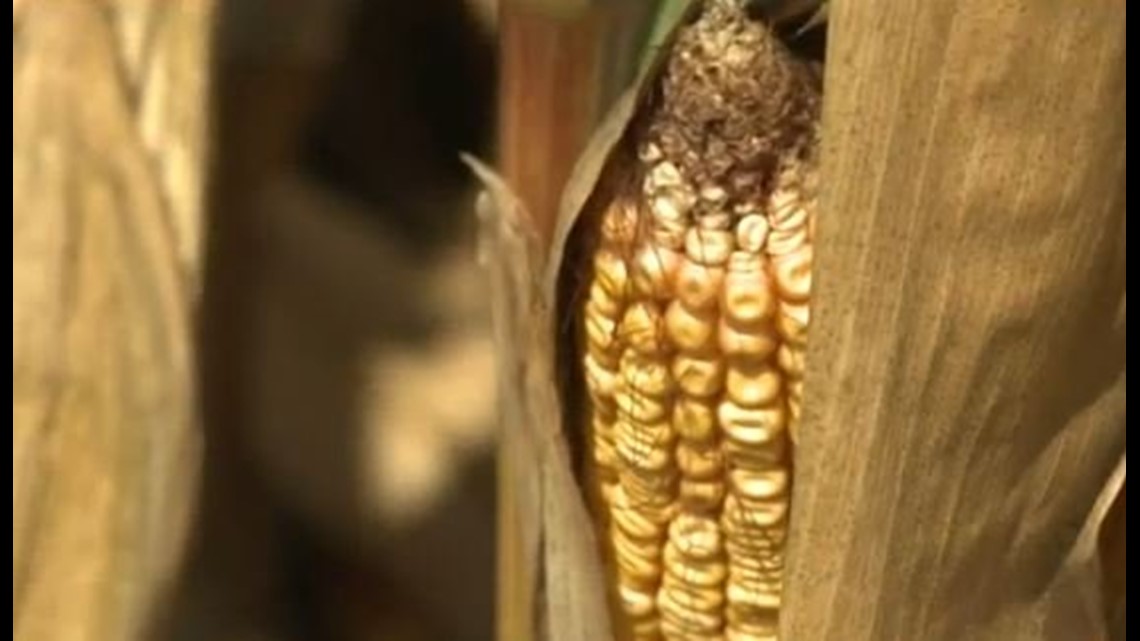 More indictments as conspiracy to steal corn-seed secrets expands ...