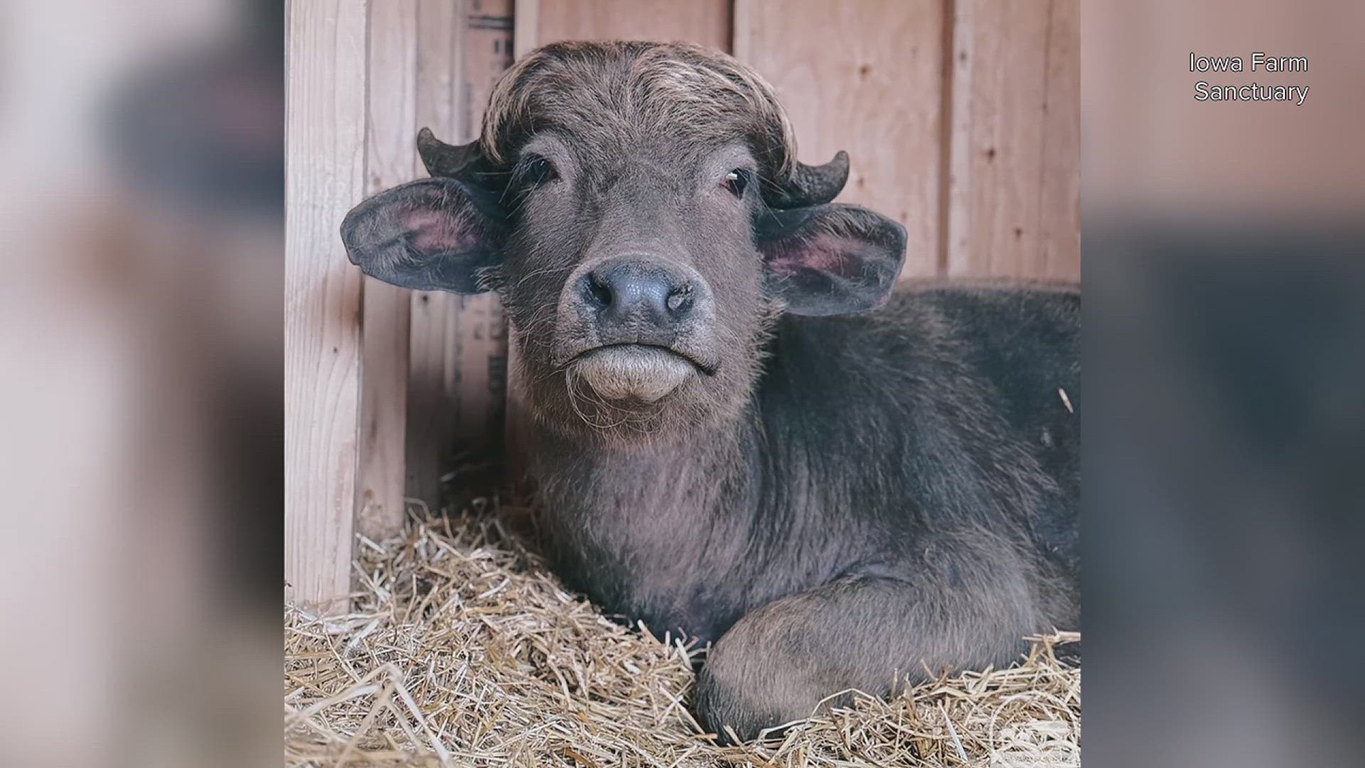 Beloved central Iowa water buffalo dies, months after being shot by ... Beloved central Iowa water buffalo dies, months after being shot by ...