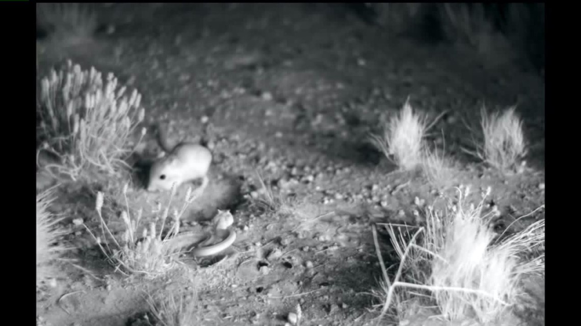 Kangaroo-rat VS. rattle snake | wqad.com