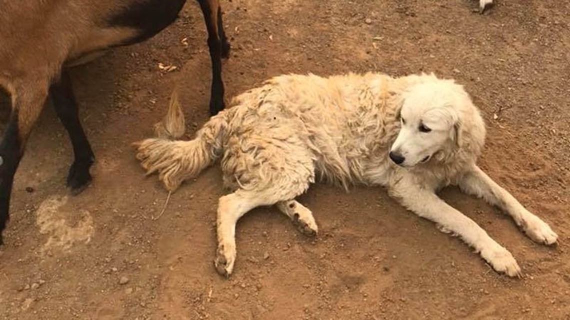 ‘Fearless’ goat-herding dog Odin refuses to leave flock amid California ...