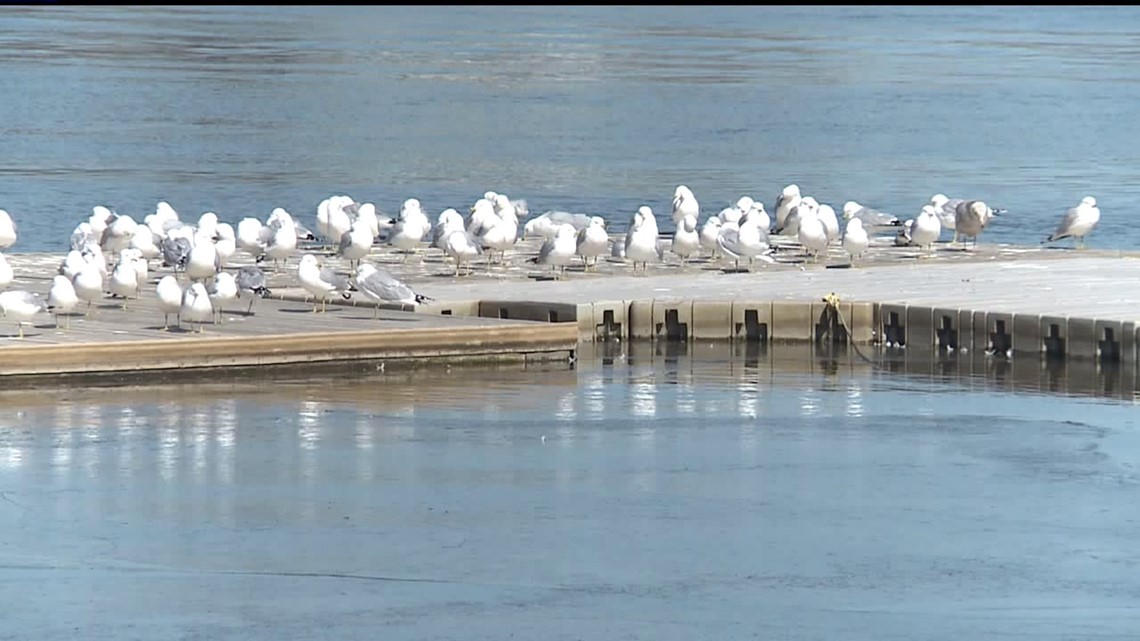 Waterloo to be named Iowa’s 1st Bird Friendly City | wqad.com