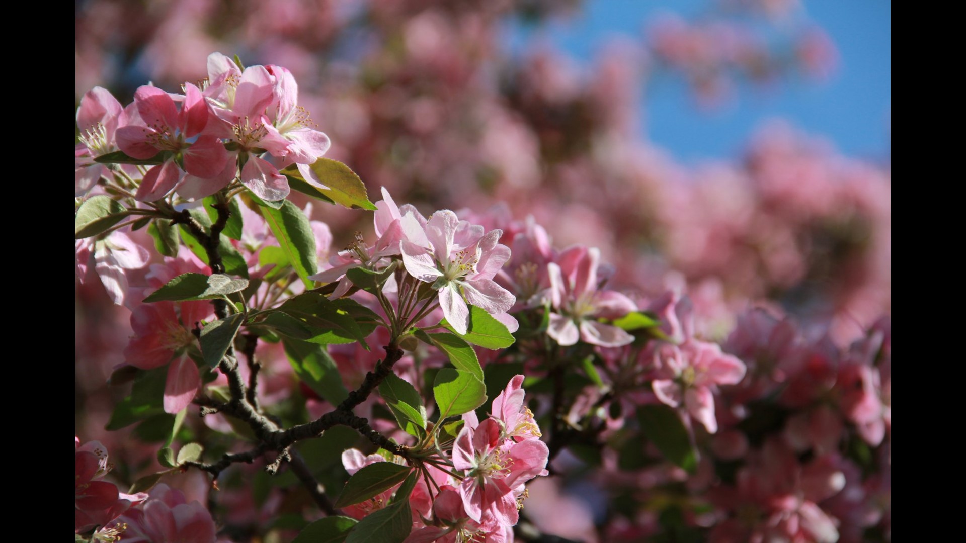 Countdown Clock: How many days until spring? | wqad.com