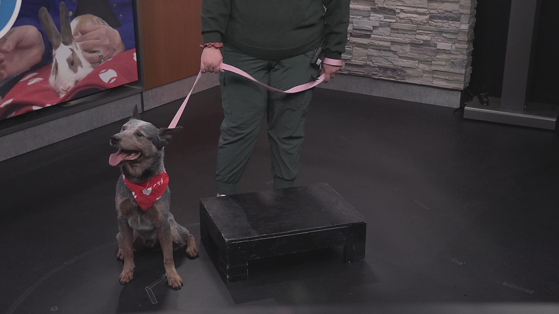 Pet of the Week: Meet Dio, a 6-year-old blue heeler looking for a home ...