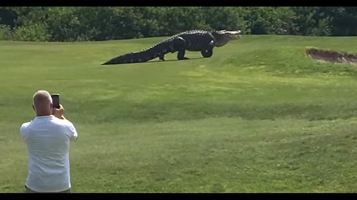 Massive alligator swaggers across Florida golf course | wqad.com