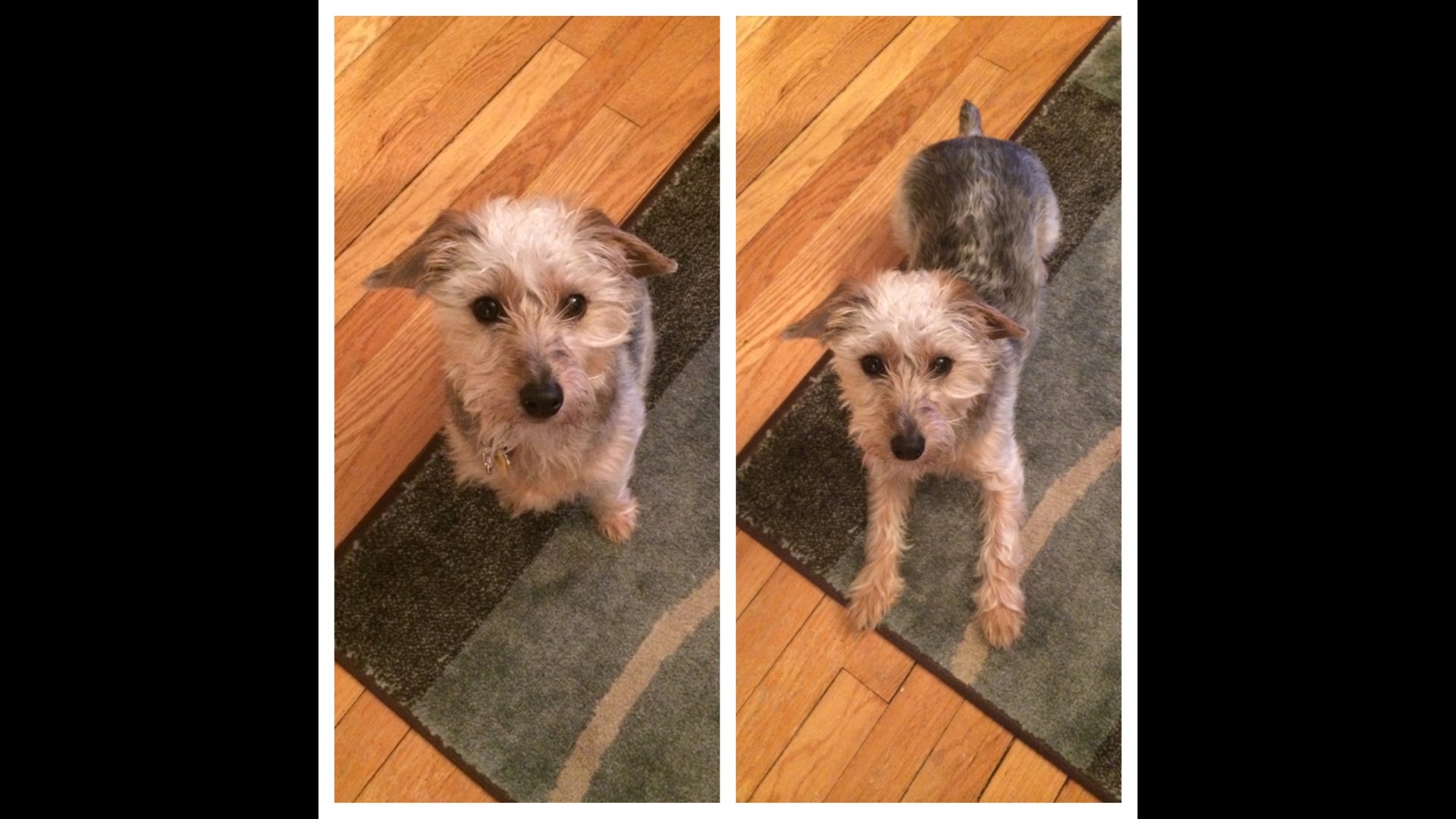 The Sharp Side on TERRIER TUESDAY: Puppy Class Progress… | wqad.com