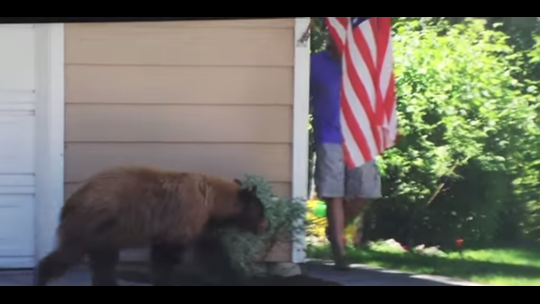 Viral Video: Bear and man accidentally scare each other | wqad.com