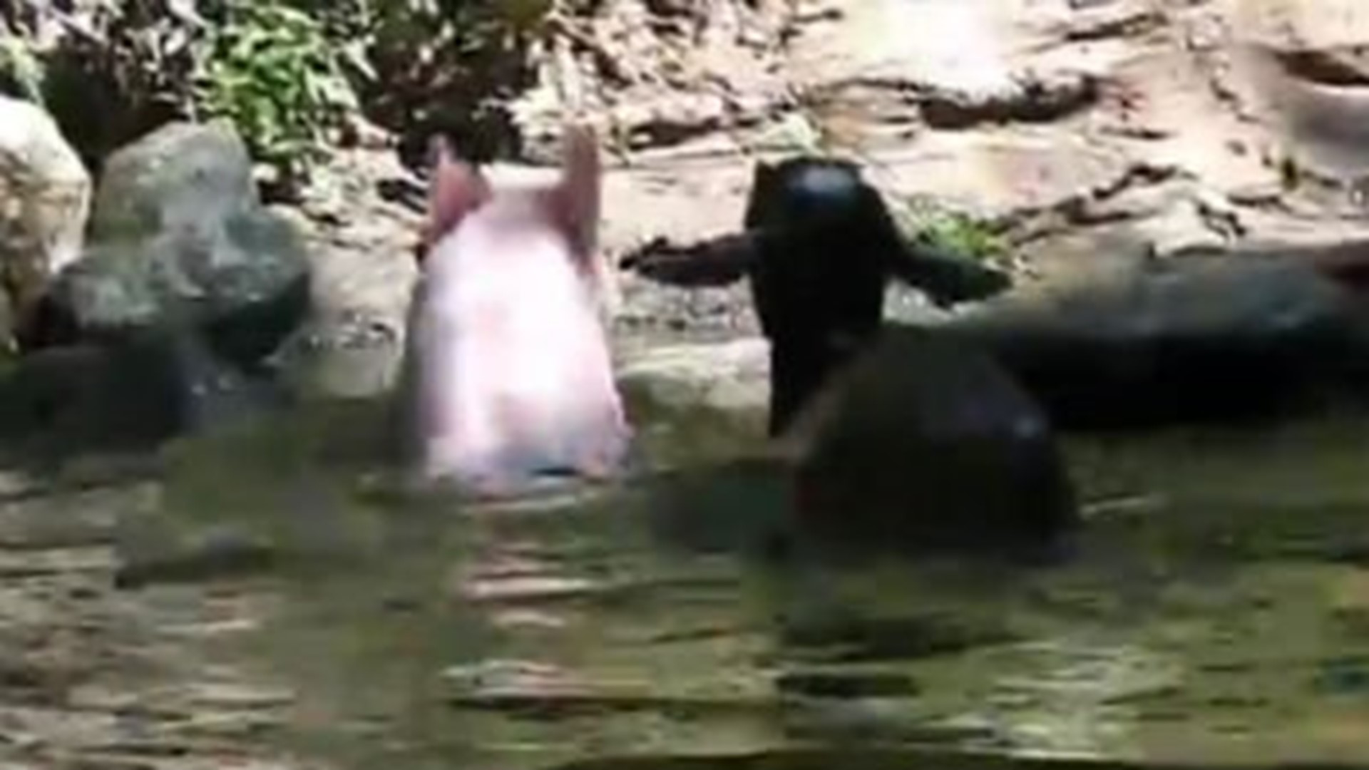 Video: Hero pig rescues baby goat | wqad.com