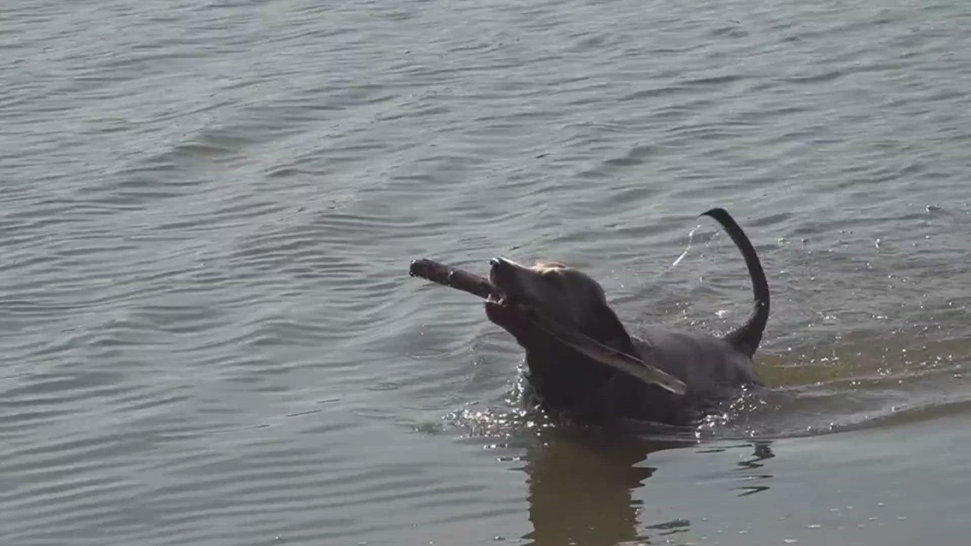 Missing hunting dog rescued from Mississippi River after community-wide ...