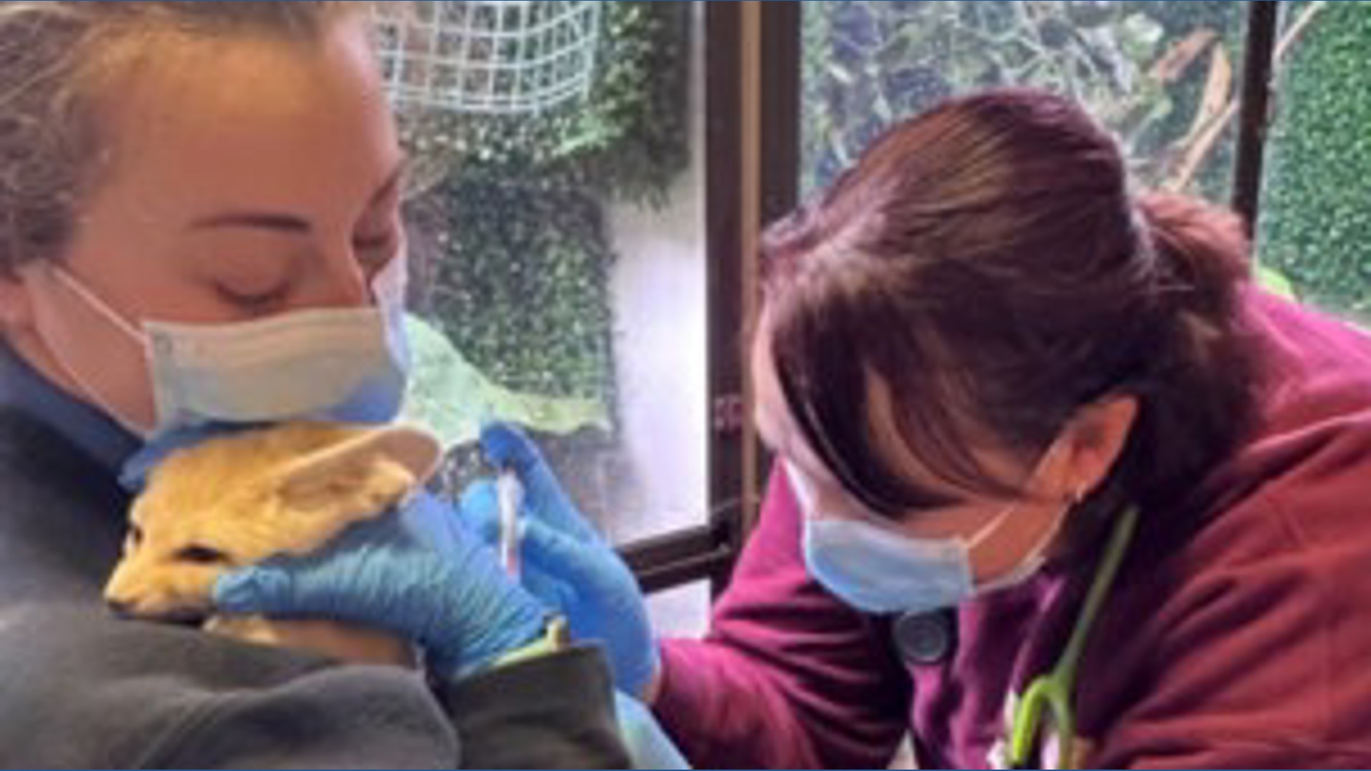 Niabi Zoo's fennec fox cubs get vaccinated | wqad.com