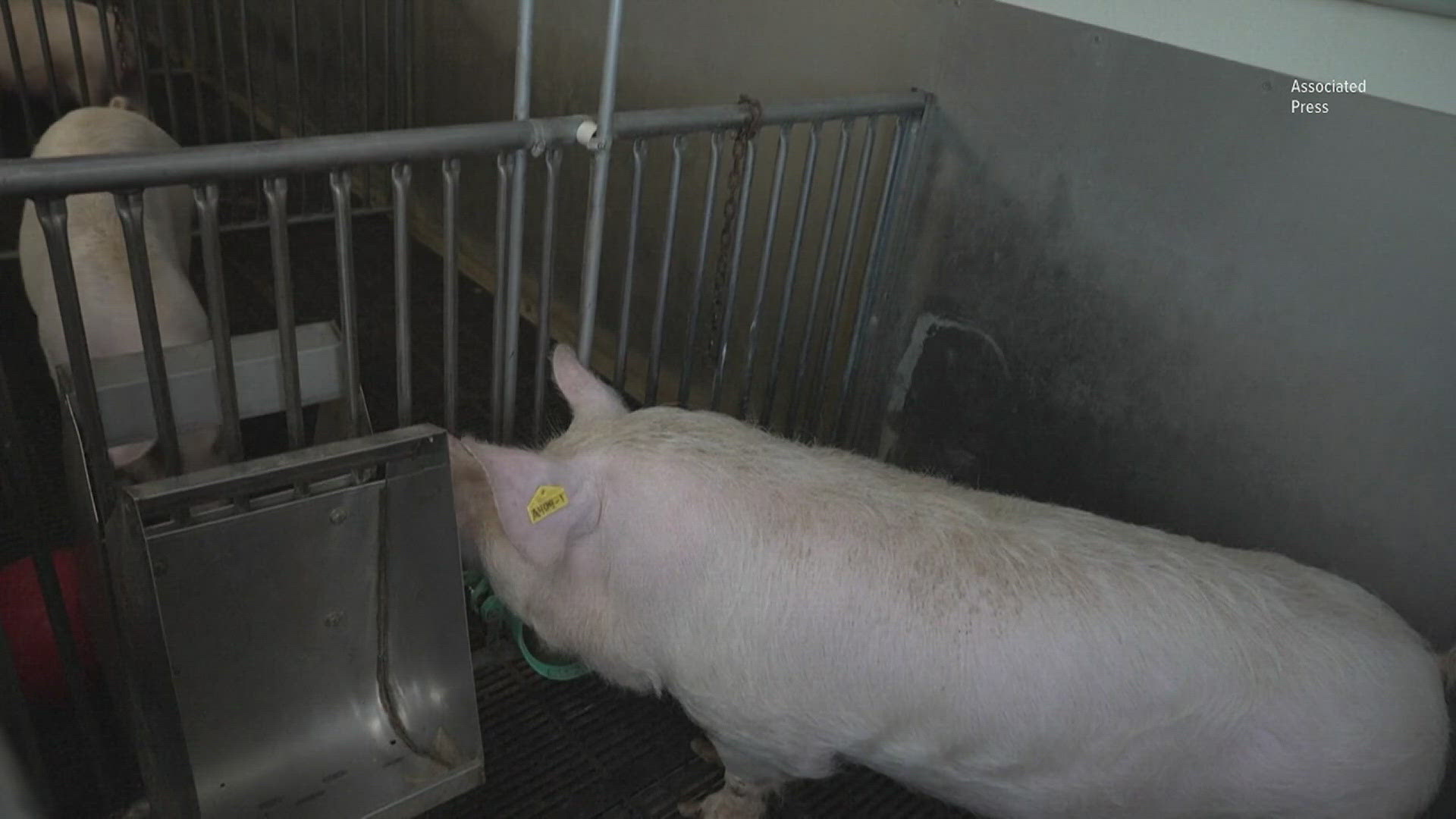 Growing the next generation, how pigs are helping medical professionals ...