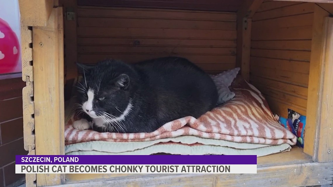Met Gacek: the Polish cat that became a chonky tourist attraction ...
