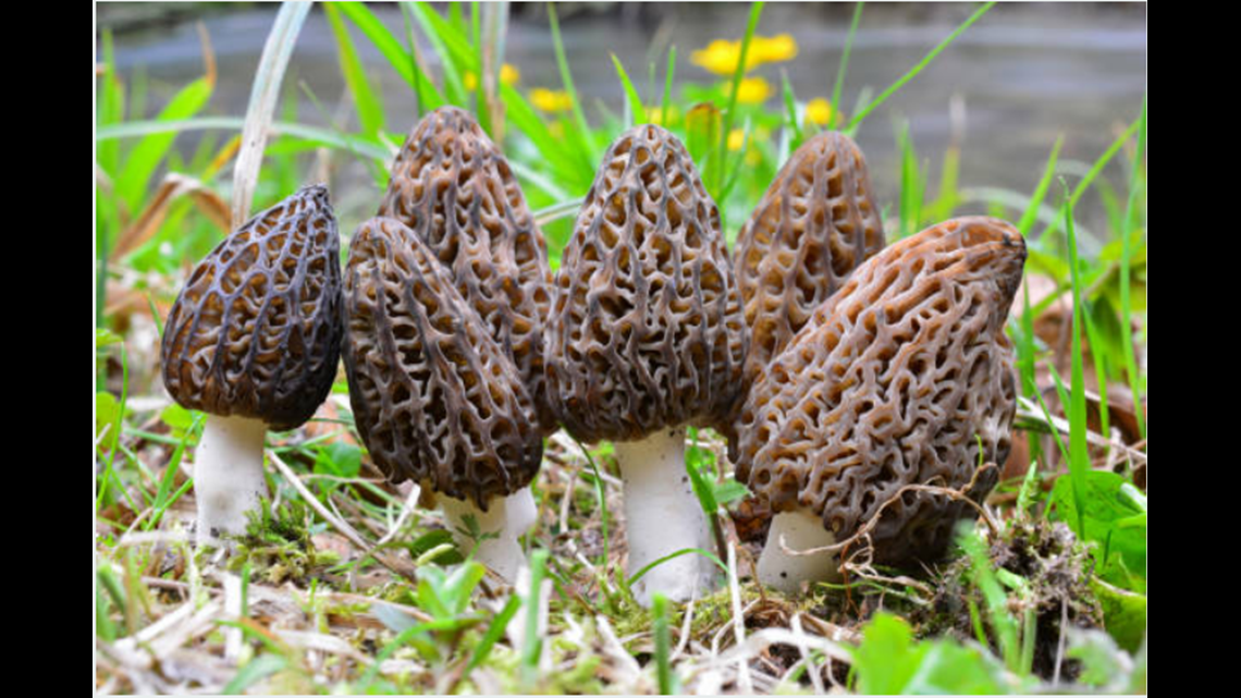 The Great Morel Hunt: Mushroom explosion likely in the weeks ahead ...