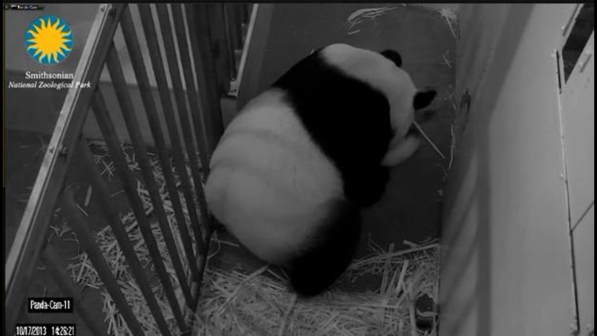 Panda cam returns as government reopens | wqad.com