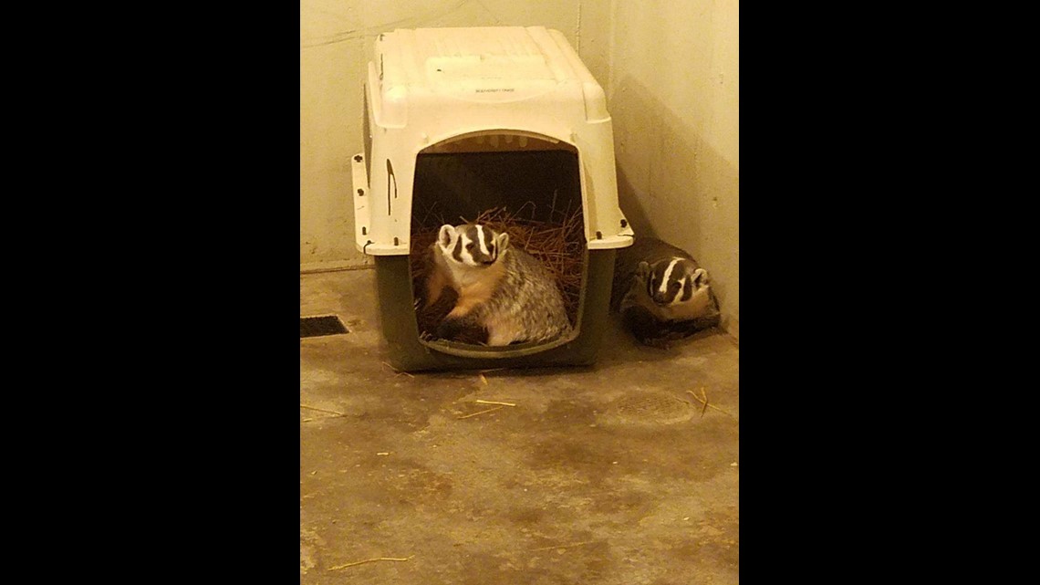 Badgers escape from Niabi Zoo | wqad.com