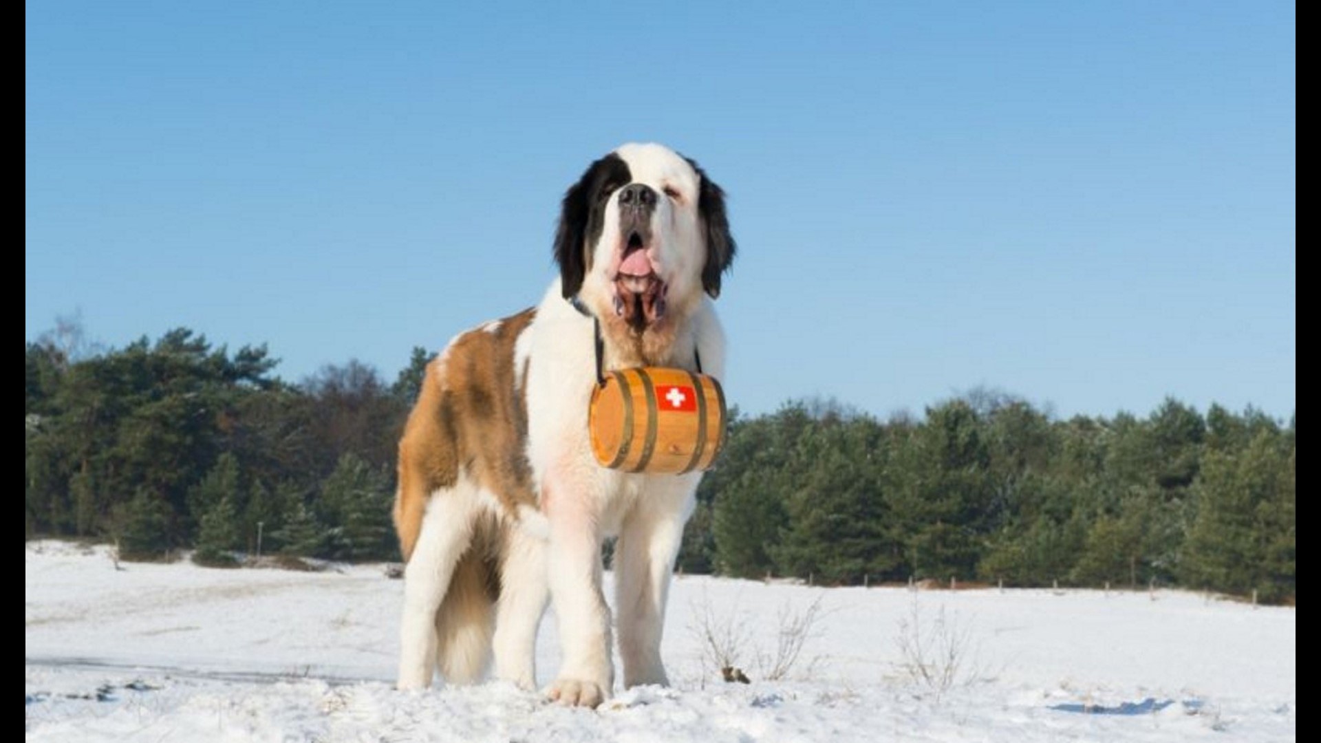 These 20 dogs are life savers | wqad.com