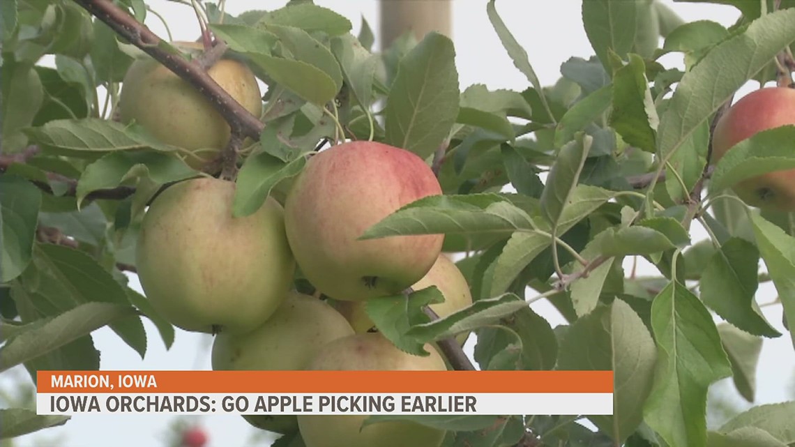 Cedar Rapids apple orchard advising people early for apples, climate ...