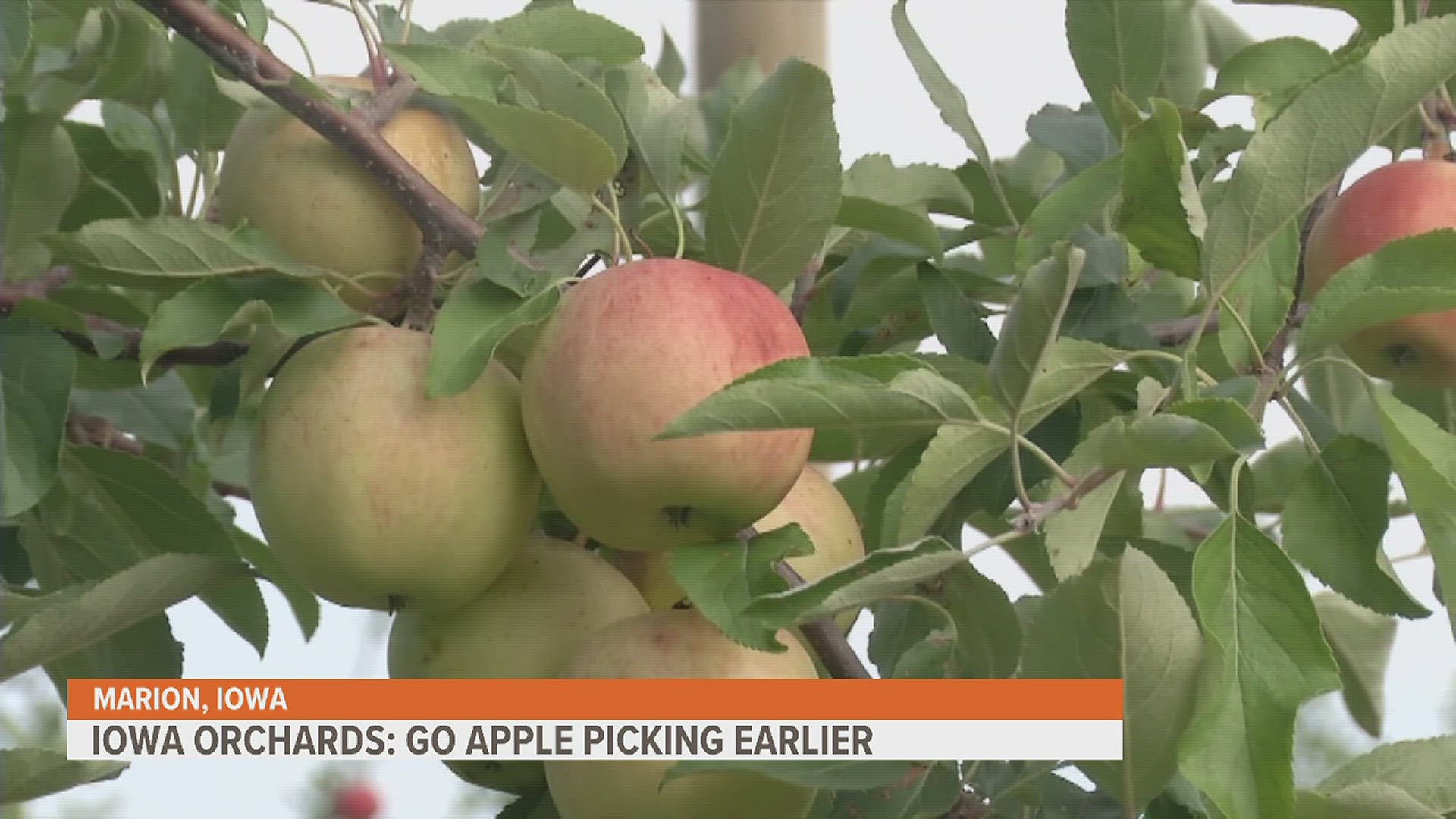Excessive heat, drought conditions could impact Iowa orchards | wqad.com