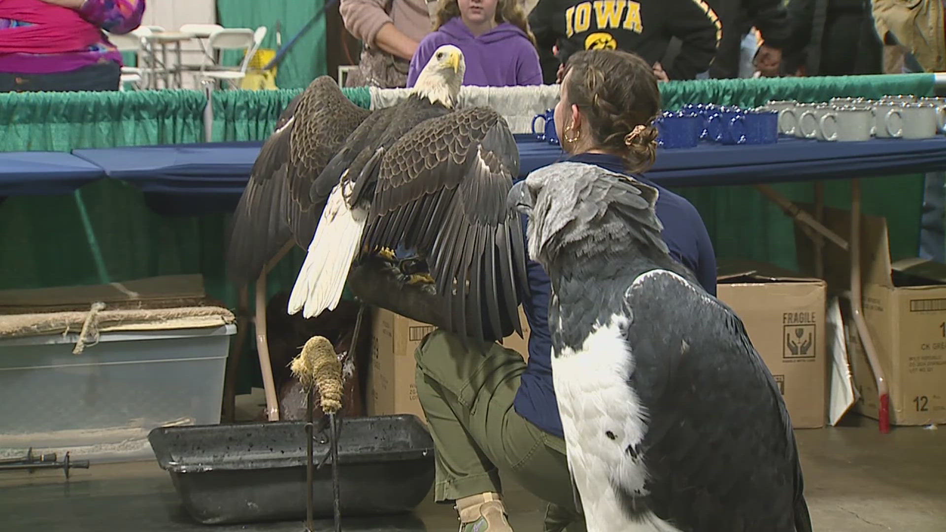 Bald Eagle Days take over QCCA Expo Center | wqad.com