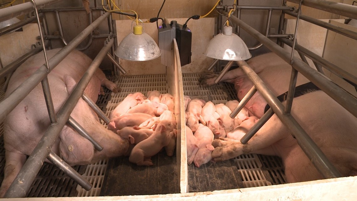 New tech could save millions of piglets from accidentally being crushed ...