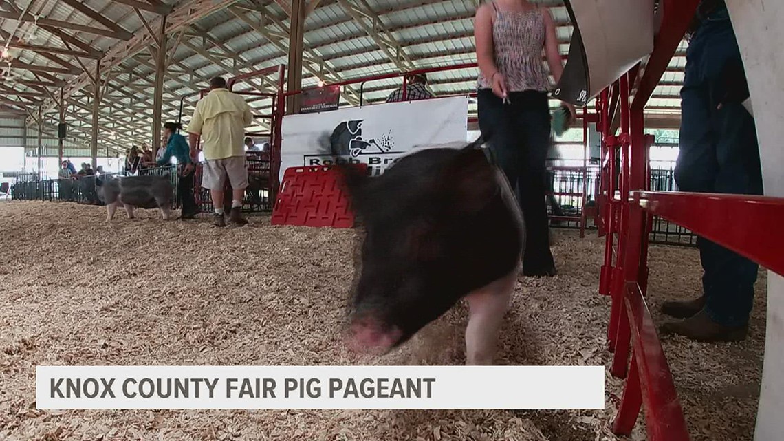 Pigs strut their stuff at Knox County Fair pig pageant | wqad.com