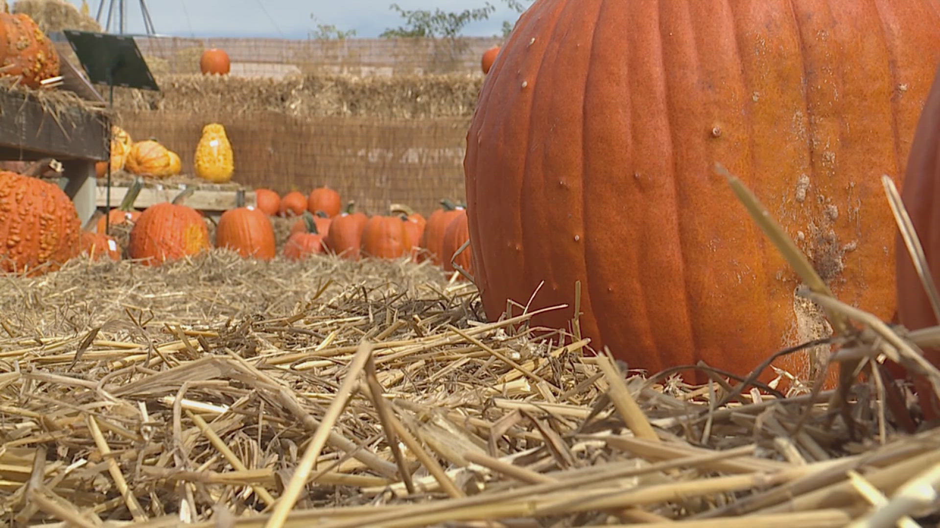 Heat takes toll on pumpkins as local farms adapt to protect fall crops ...