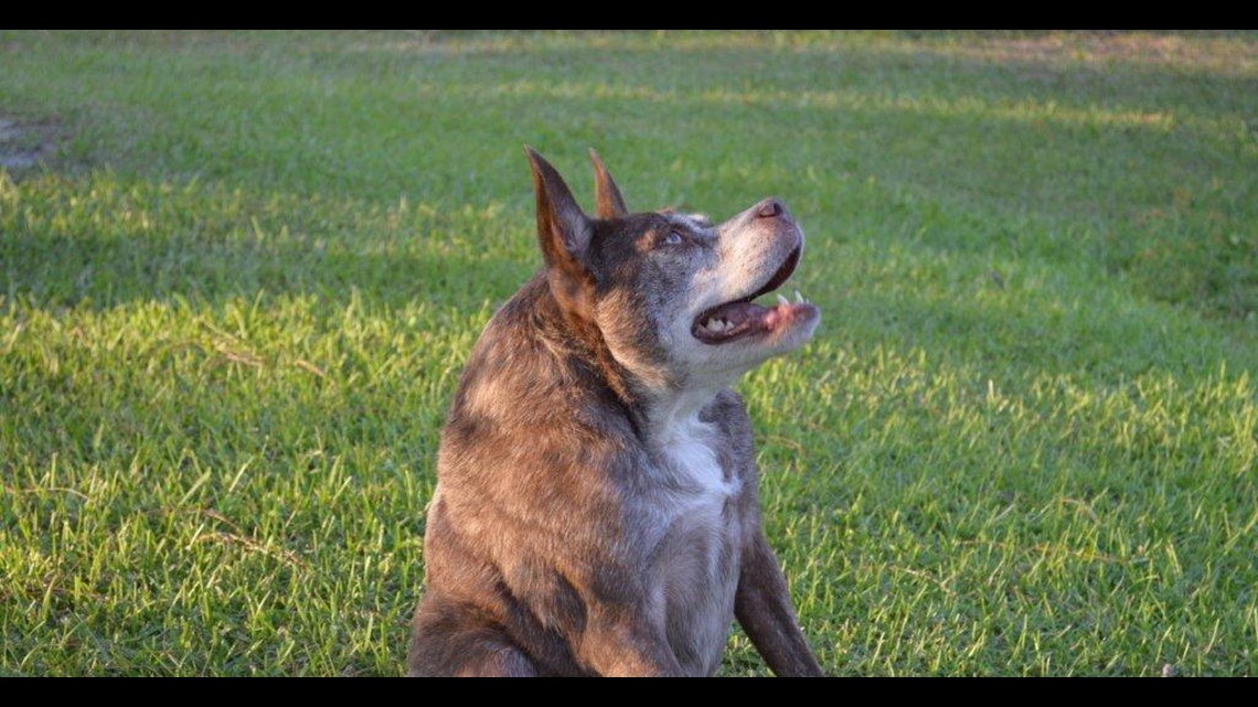 Meet the world’s ugliest dog | wqad.com