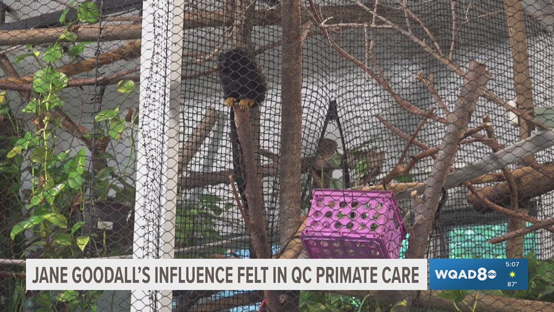 Niabi Zoo primate keeper reflects on Jane Goodall’s legacy | wqad.com