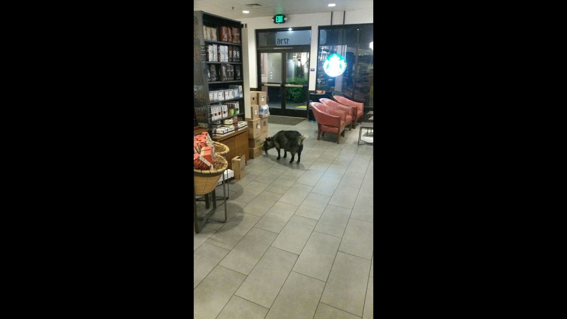 Goat wanders into California Starbucks, did not like banana | wqad.com