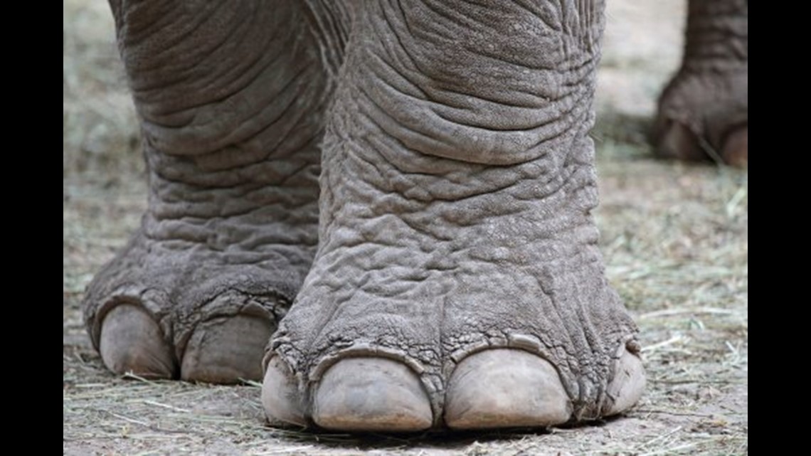 Elephant at National Zoo with arthritis gets new pair of boots | wqad.com