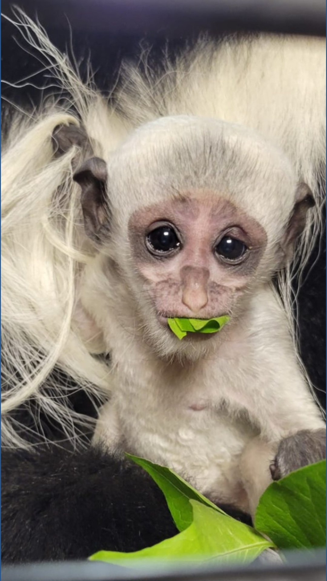 Colobus monkey baby named 'Q' swings into spotlight at Niabi Zoo | wqad.com