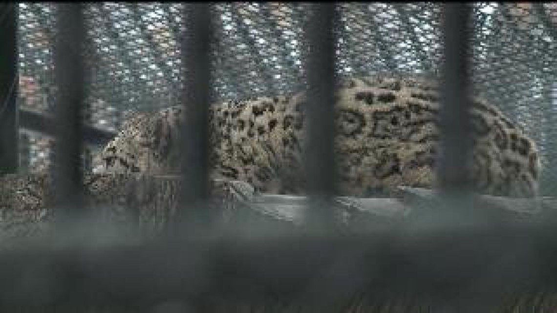 Niabi Zoo gets new animals | wqad.com