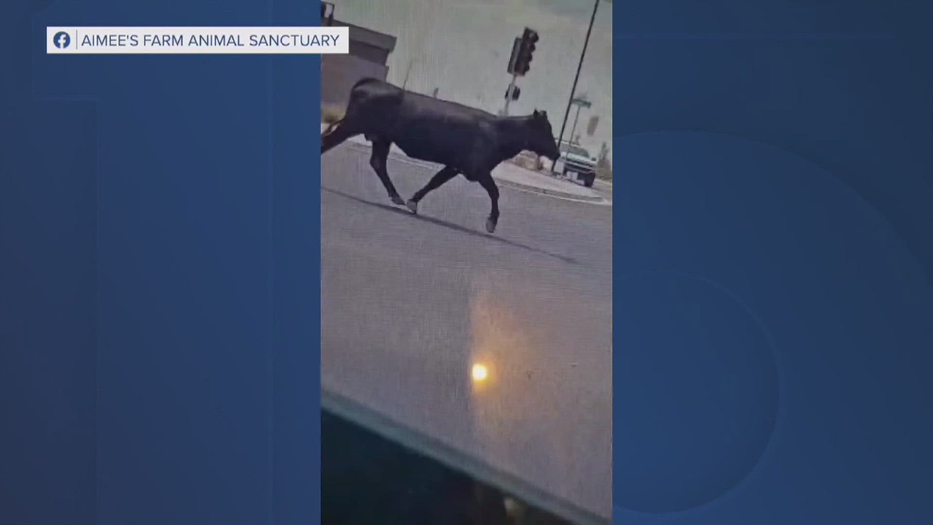 Arizona cow stealing hearts of thousands after making a break from ...