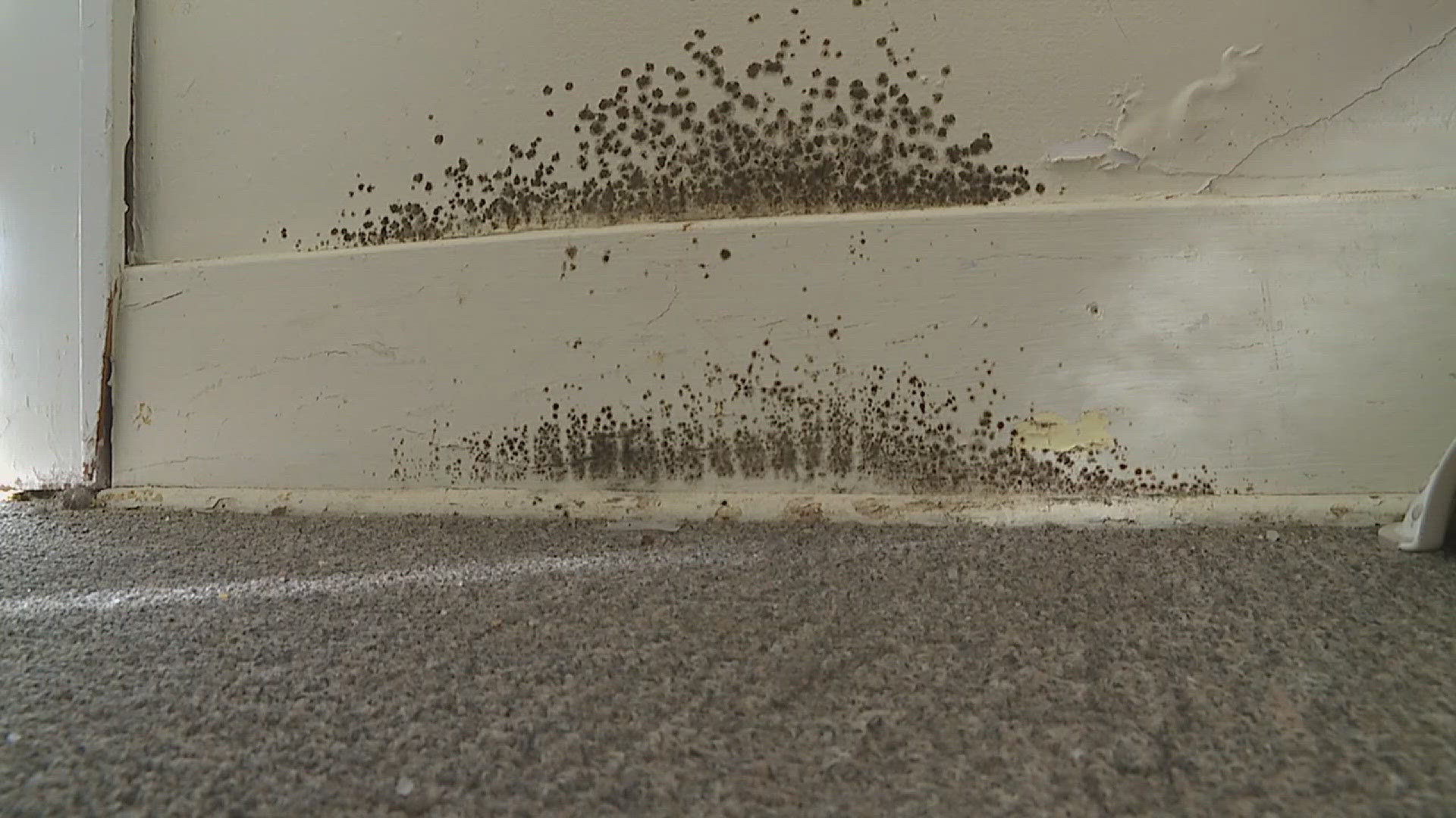 How to help keep your home free from mold | wqad.com