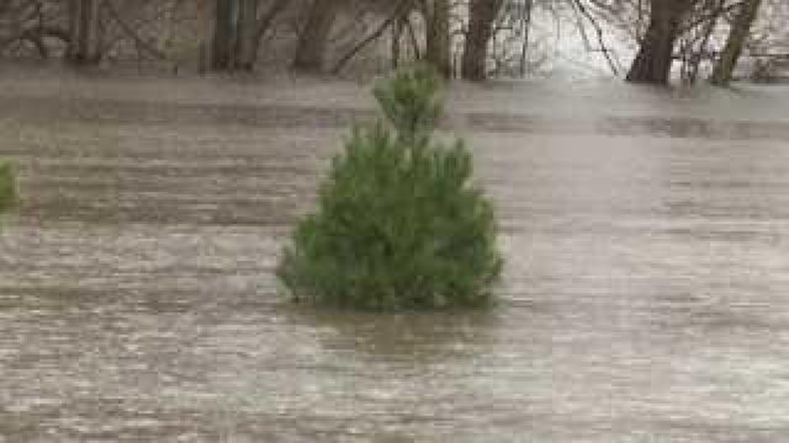Moline tree farm faces flooding after dealing with drought | wqad.com