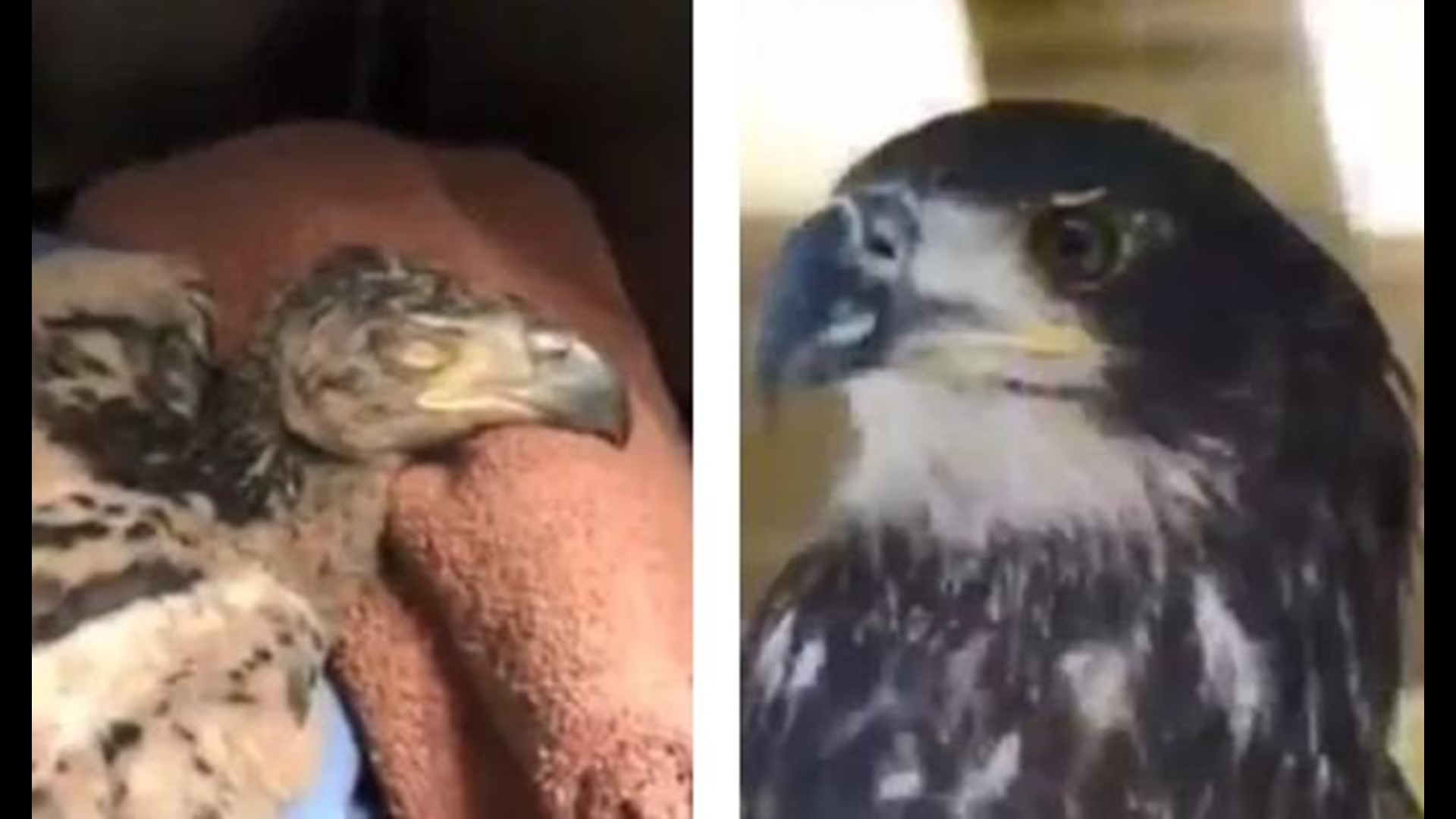 Watch this rescued bald eagle’s journey from injured baby to adult ...