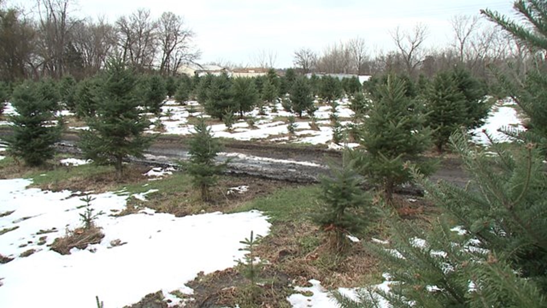 Wyffels Christmas Tree Farm open all weekend long | wqad.com