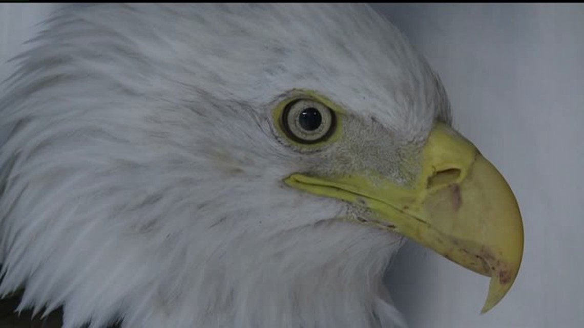 Bald eagle death highlights dangers of lead in environment | wqad.com