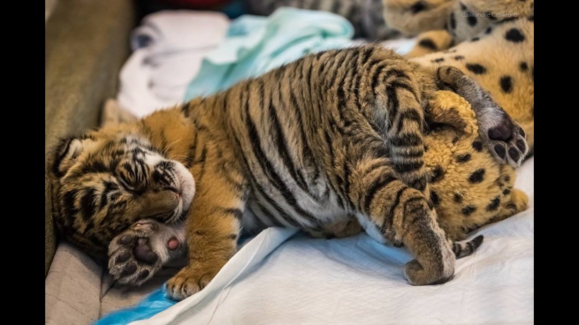 Dog takes over as tiger cubs’ ‘nanny’ at Cincinnati Zoo | wqad.com