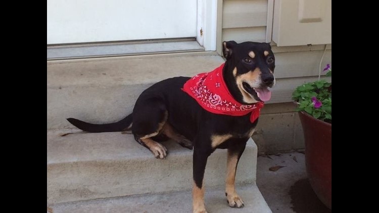 Lazarus the dog escapes death twice | wqad.com