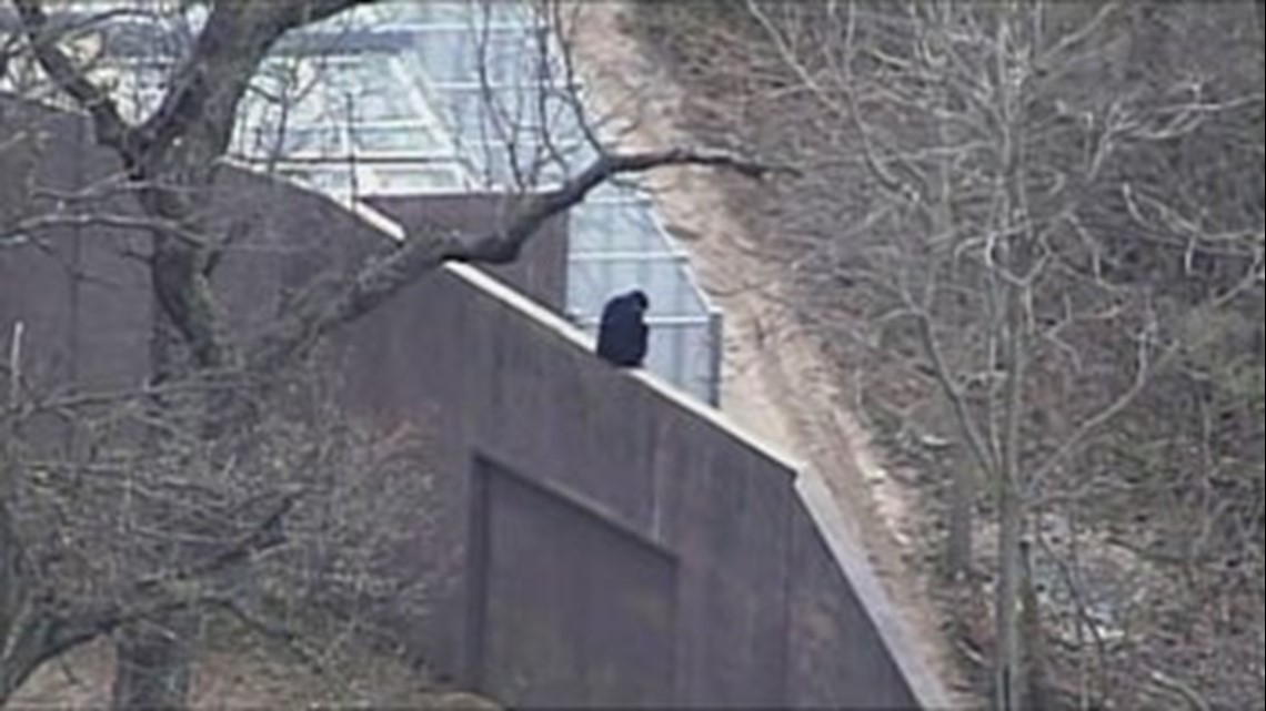 Chimpanzees escape Kansas City Zoo exhibit by using a tree branch ...